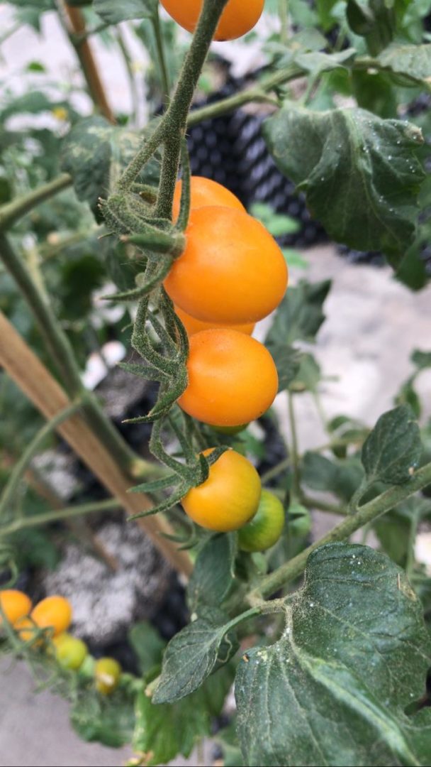 Jitomate Cherry Amarillo – Granja Hidropónica